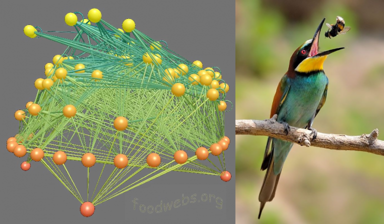 Structure And Dynamics Of Niche Overlap Graphs Frisam